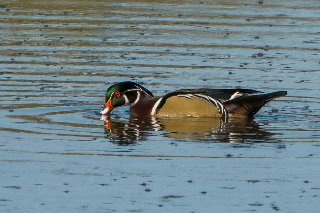 Wood Duck from Seabourne Creek Nature Park, Rosenberg, TX, USA on ...