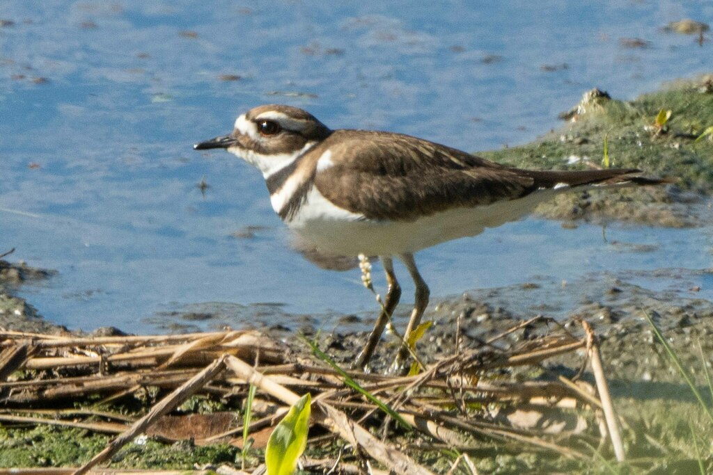Killdeer from Seabourne Creek Nature Park, Rosenberg, TX, USA on ...