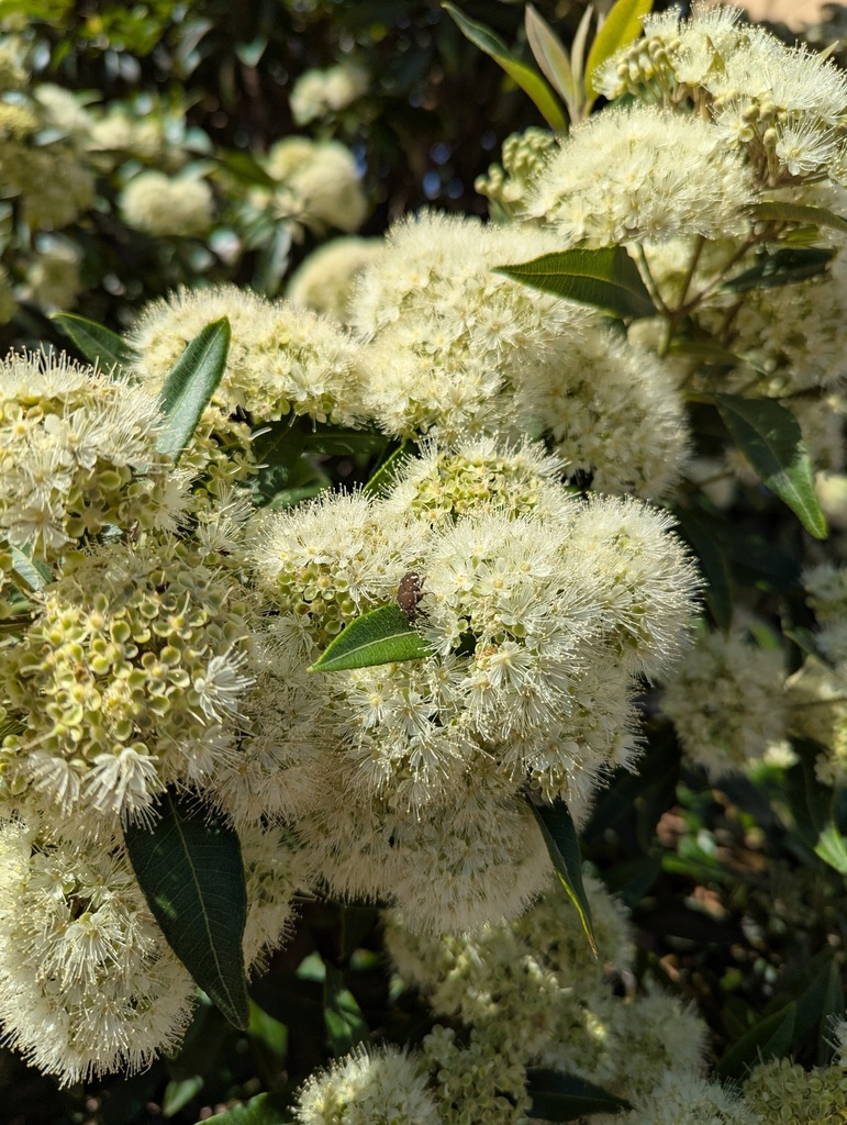Lemon myrtle from Sydney NSW, Australia on December 13, 2024 at 09:14 ...