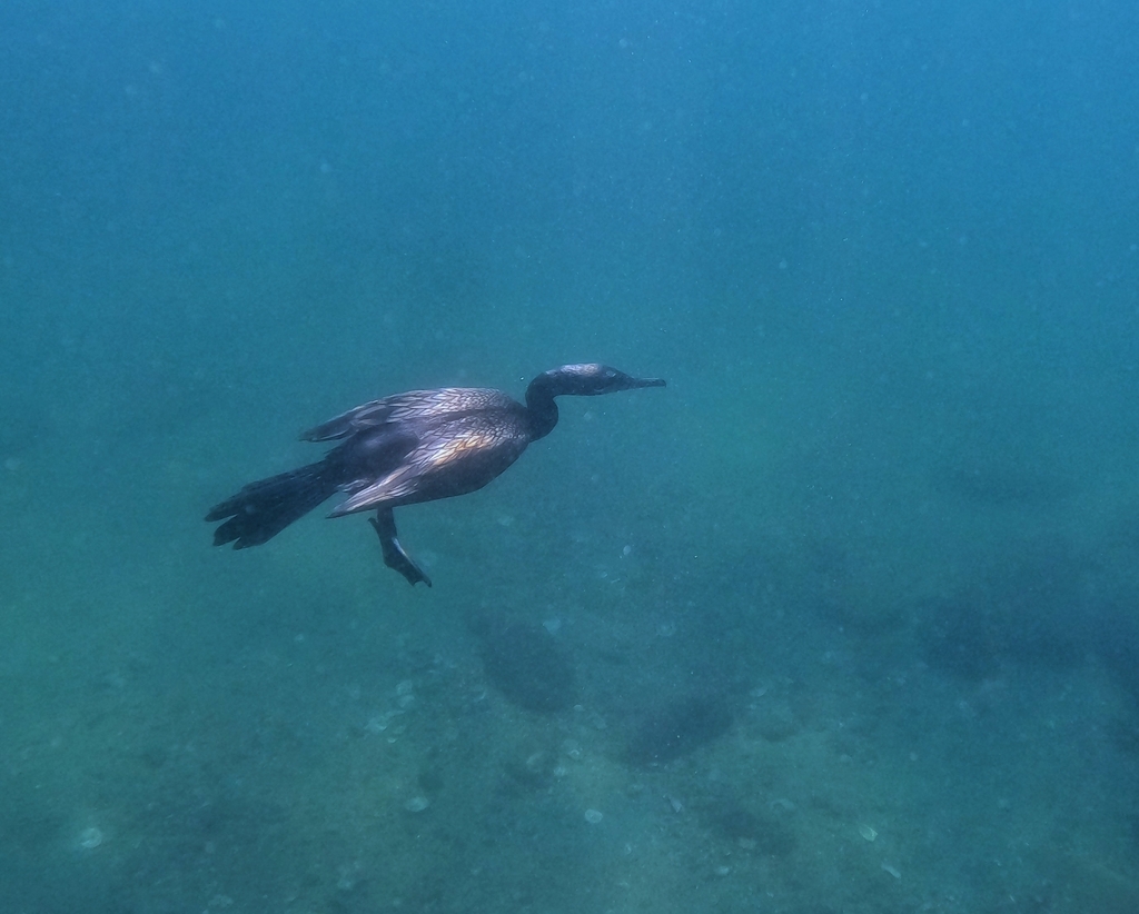 Neotropic Cormorant from México on December 13, 2024 at 03:29 PM by ...