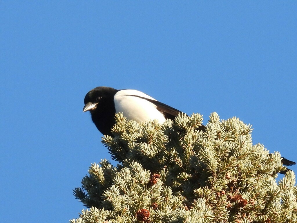 Black-billed Magpie from Southwest Calgary, Calgary, AB, Canada on ...