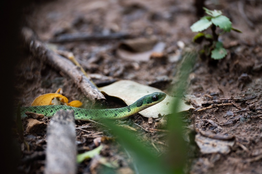 Günther’s Green Liophis from Parque nacional El Impenetrable ...