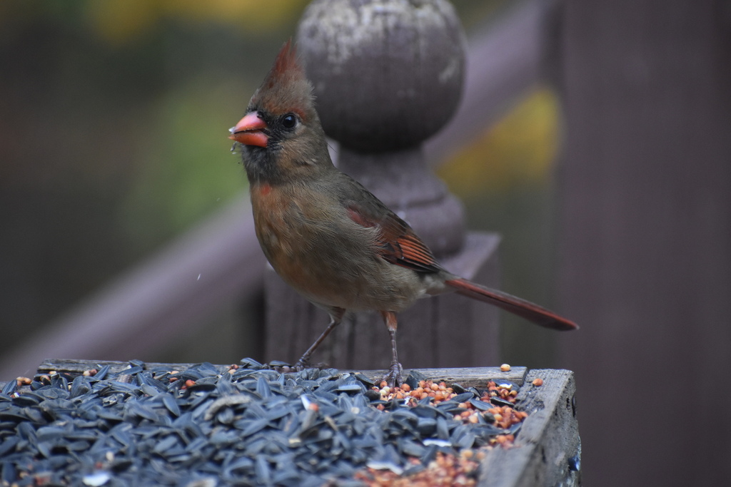 Northern Cardinal from Old Tennessee Pike Rd, Alabama 35126, USA on ...