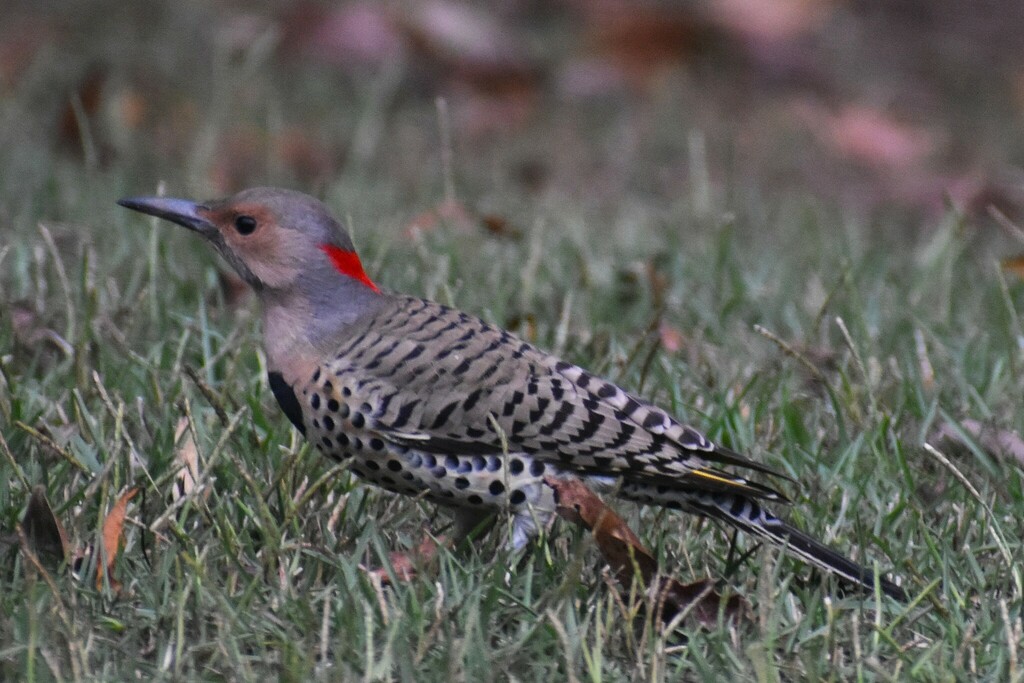 Northern Flicker from Old Tennessee Pike Rd, Alabama 35126, USA on ...