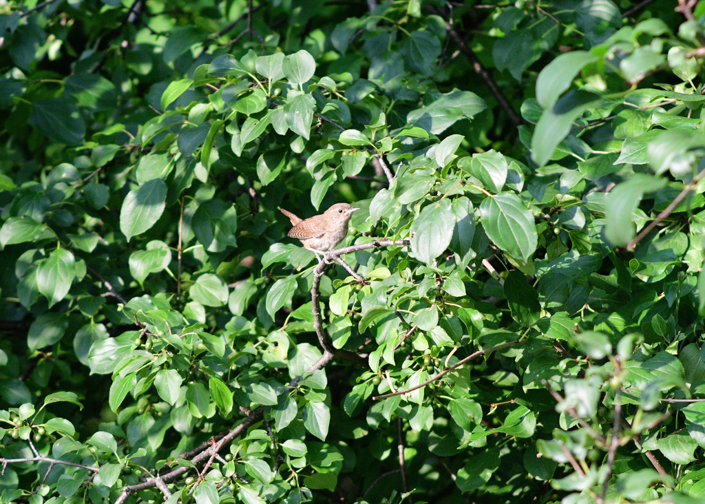Northern House Wren from Thurston, Ann Arbor, MI, USA on July 21, 2024 ...