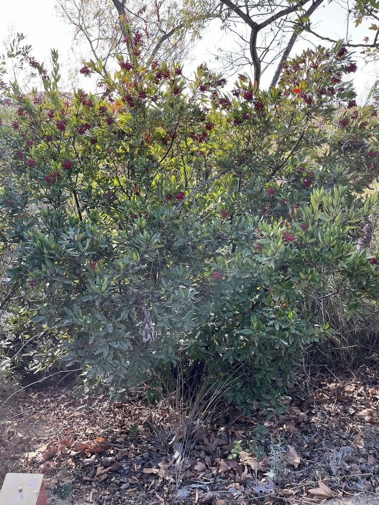 Toyon from Discovery Lake, San Marcos, CA, US on December 13, 2024 at ...