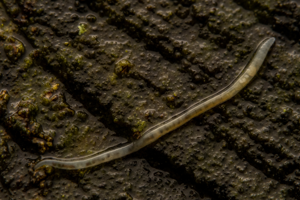 Potworms in December 2024 by Alan Yoshioka. Photo 1 is the latest ...