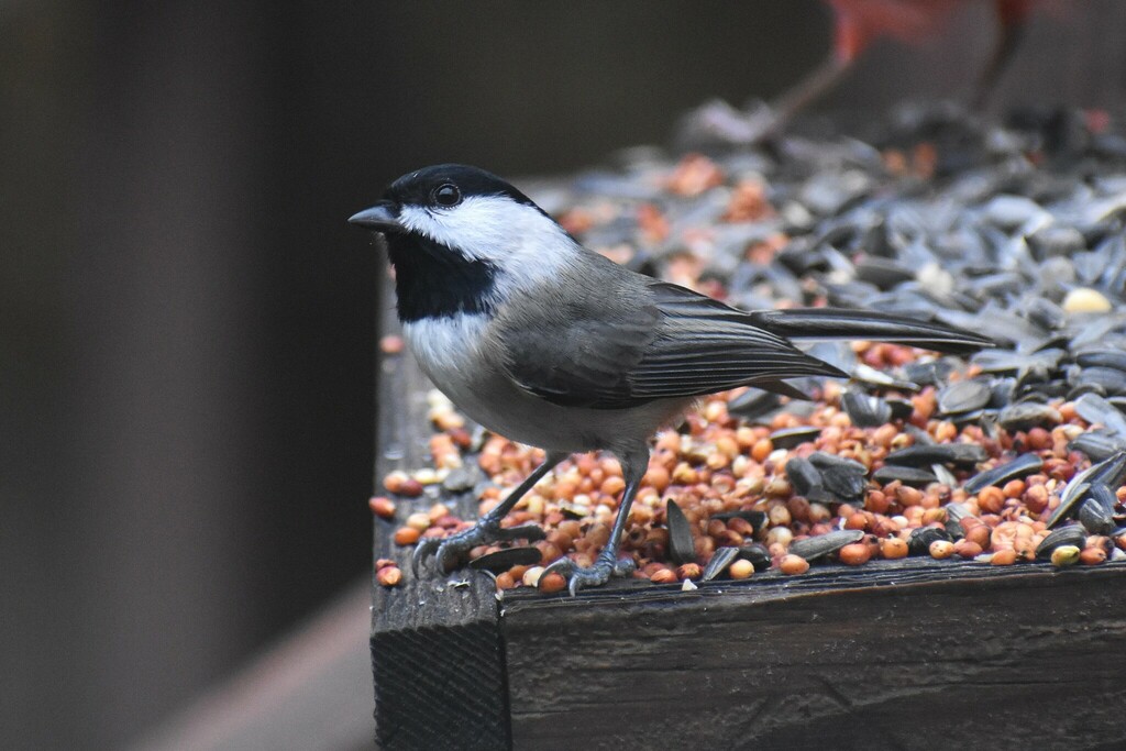 Carolina Chickadee from Old Tennessee Pike Rd, Alabama 35126, USA on ...