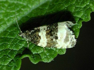 Divided Olethreutes Moth from Bedford Audubon Society, Katonah, NY, USA ...