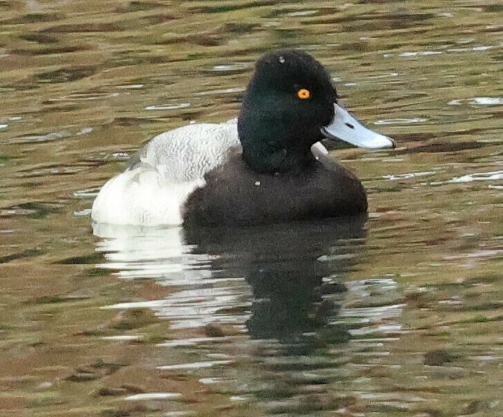 Lesser Scaup from Stone Lake Estates, Plano, TX 75093, USA on December ...