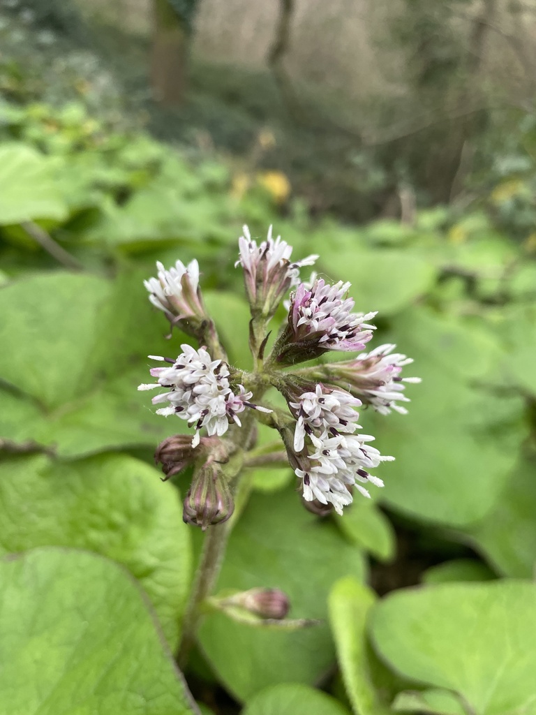 Winter Heliotrope from Prince of Wales Road, Exeter, England, GB on ...