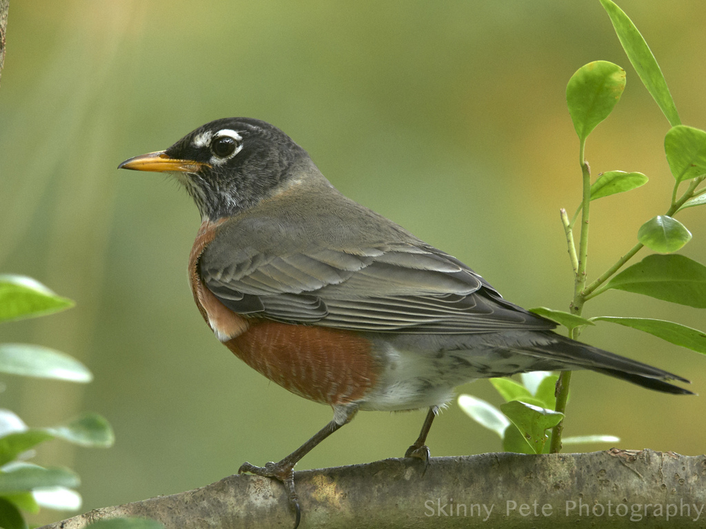 American Robin from Home 3537 Dunstable Dr, DeLand, FL 32720, USA on ...