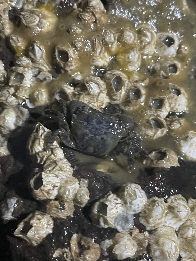 Yellow Shore Crab from North Pacific Ocean, Samish TDSA, WA, US on ...