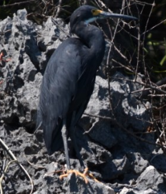 Dimorphic Egret (Birds of the British Indian Ocean Territory ...