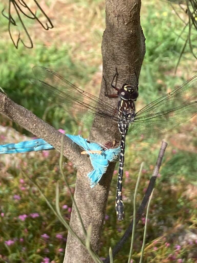 Multi-spotted Darner from Cockatoo VIC 3781, Australia on December 13 ...