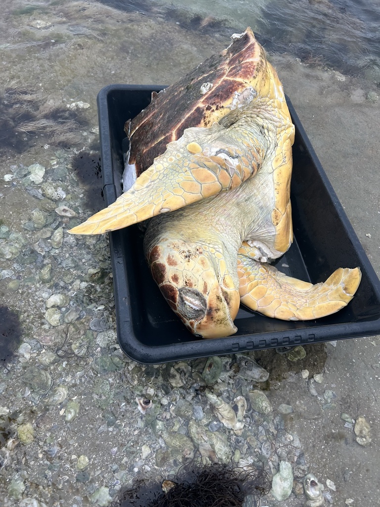 Loggerhead Sea Turtle in December 2024 by ranger_rock. Found washed up ...