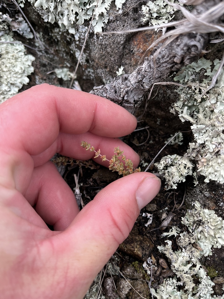 Australian Stonecrop in December 2024 by Jack Warden · iNaturalist