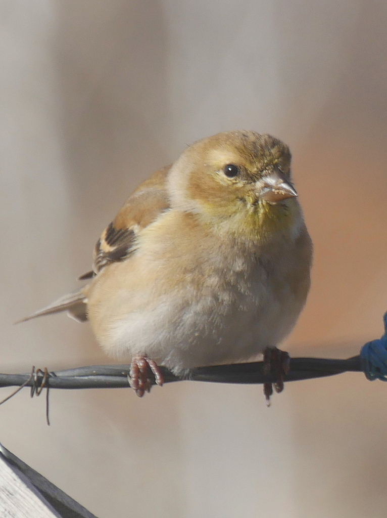American Goldfinch from Delta, CO 81416, USA on December 11, 2024 at 10 ...