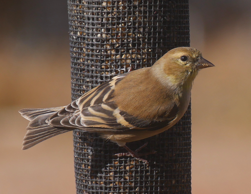 American Goldfinch from Delta, CO 81416, USA on December 11, 2024 at 10 ...