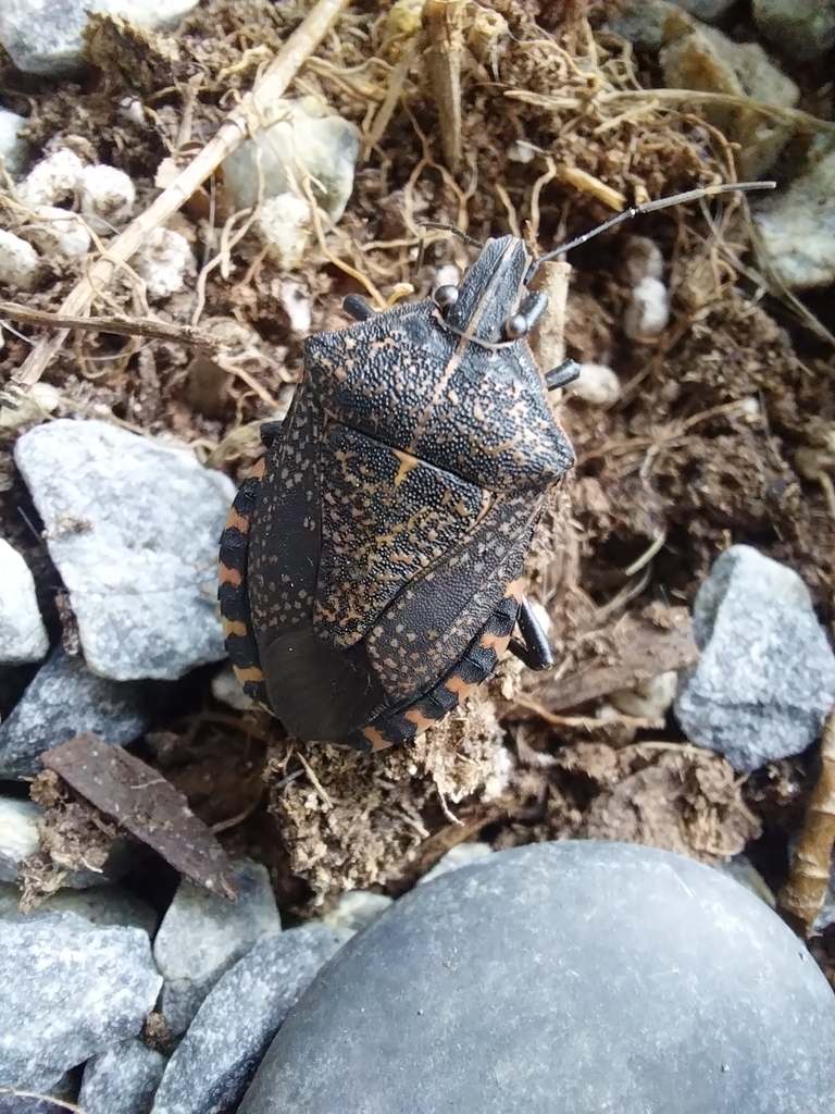 Yellow-spotted Stink Bug from 111台灣台北市士林區菁山里 on December 13, 2024 at 01 ...