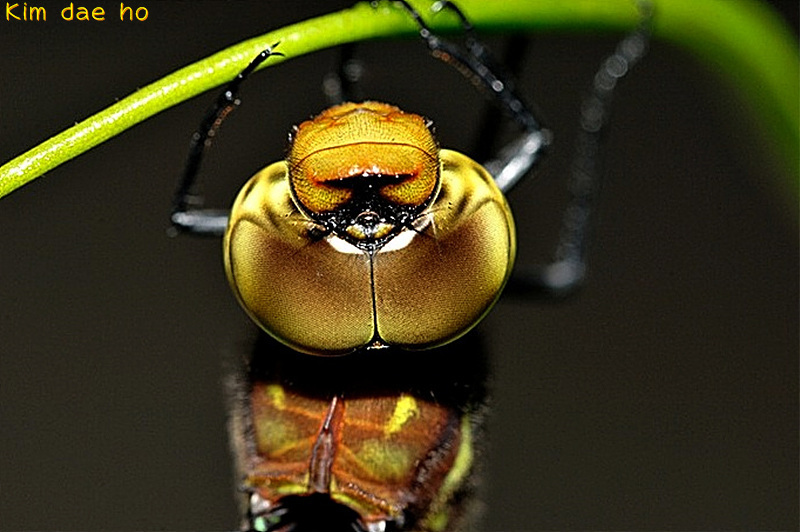 Donald's Hawker from Cheongju, Korea on July 17, 2011 by Kim Dae Ho ...
