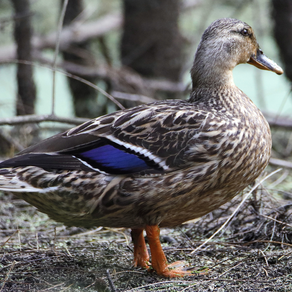 Domestic Mallard from Blackalls Park NSW, Australia on December 10 ...