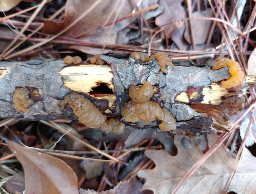 Conifer Brain from Mountain Park, GA, USA on December 11, 2024 at 11:37 ...