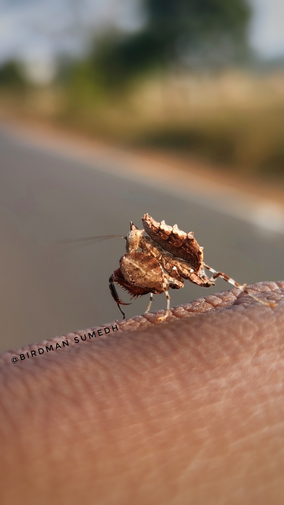 Indian Unicorn Boxer Mantis from Thanegaon, Maharashtra 442404, India ...