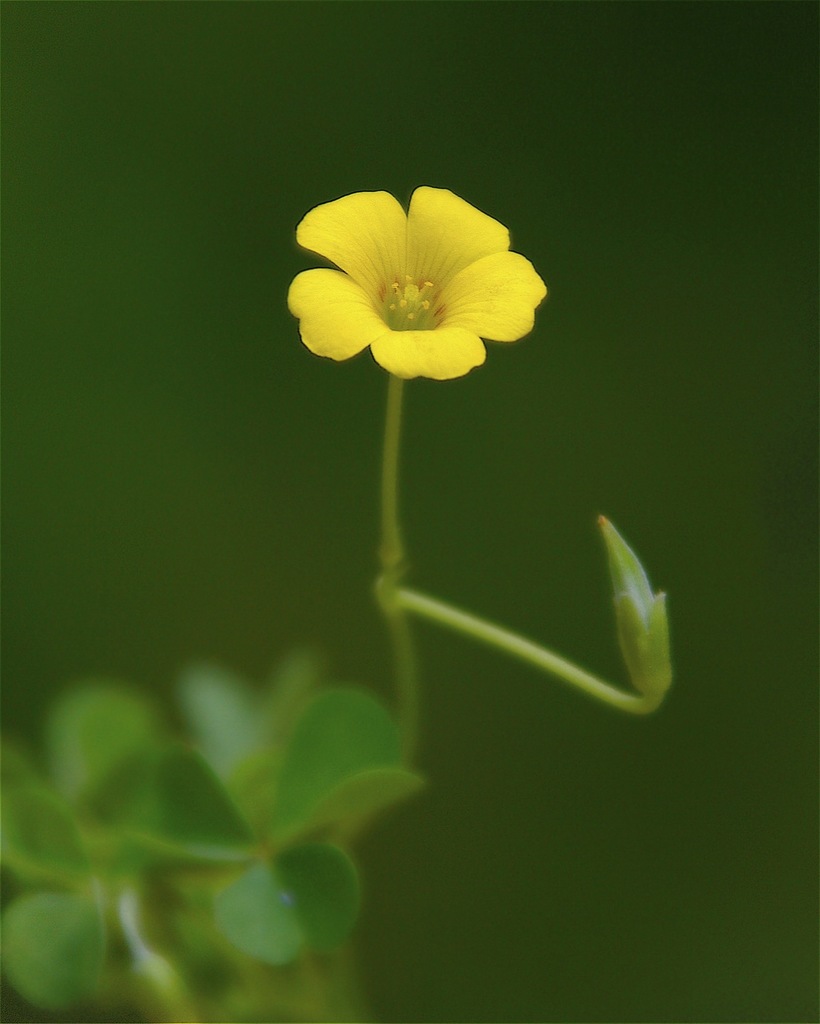 Sussex yellow-sorrel (Flora of Oakmont Park) · iNaturalist