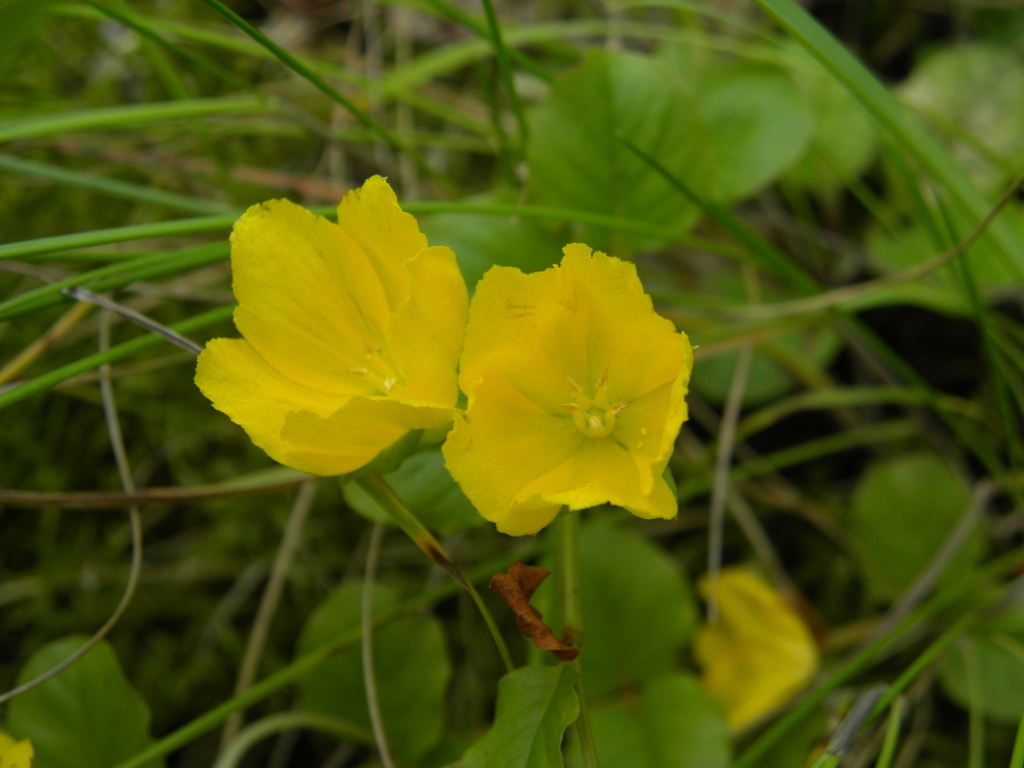 creeping Jenny from Rotsee, Suiza on June 24, 2024 at 10:04 PM by ...