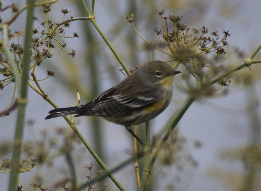 Yellow-rumped Warbler from San Mateo, CA, USA on December 13, 2024 at ...