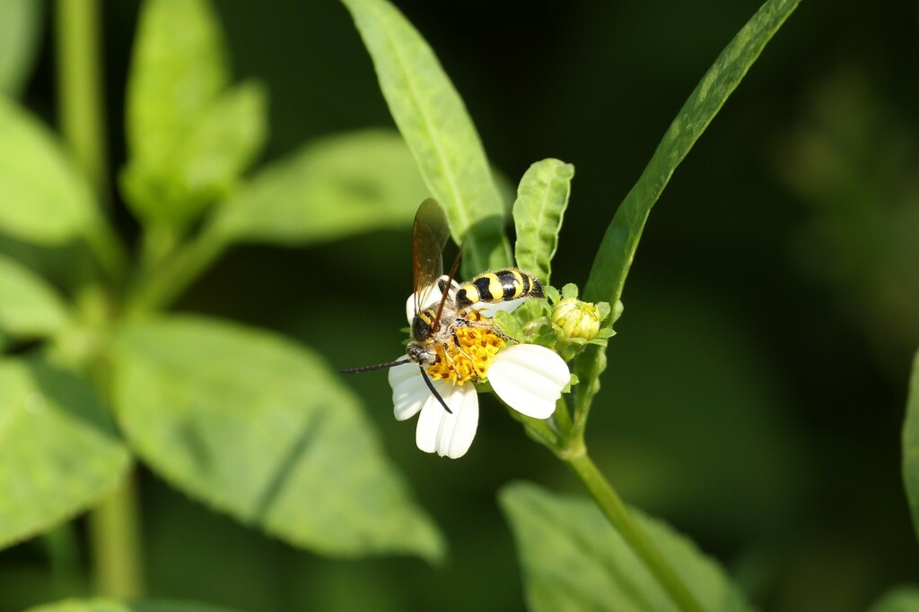 Three-banded Scoliid Wasp from Miami-Dade County, FL, USA on October 30 ...