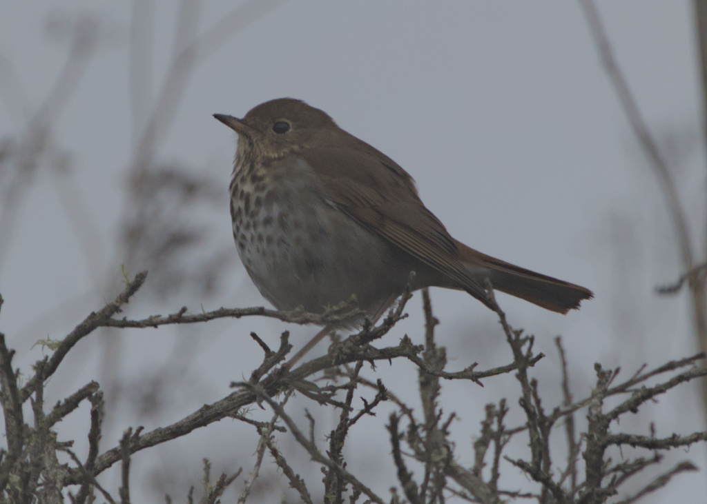 Hermit Thrush from Santa Cruz County, CA, USA on December 13, 2024 at ...
