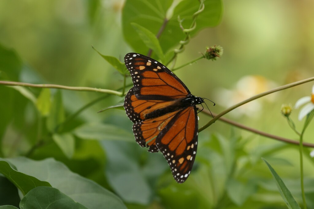 Monarch from Miami-Dade County, FL, USA on October 30, 2024 at 01:22 PM ...