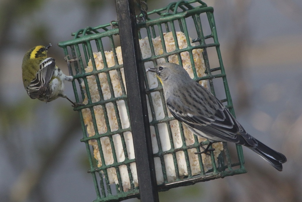 Yellow-rumped Warbler from Moss Beach, CA, USA on December 10, 2024 at ...