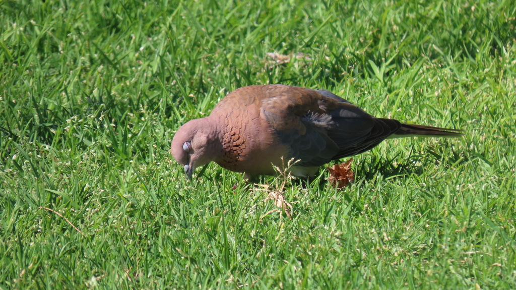 Laughing Dove from Perth WA, Australia on September 22, 2024 at 04:59 ...
