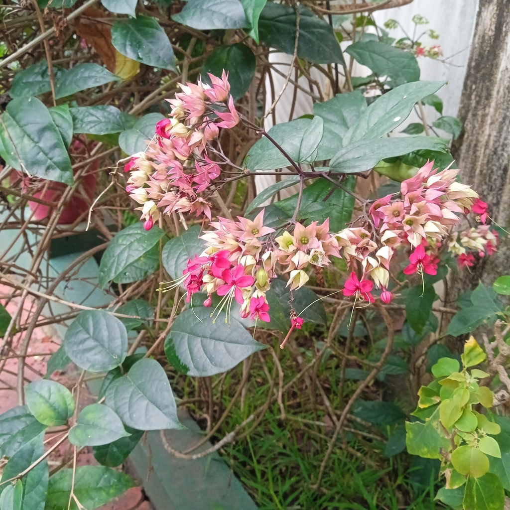 Clerodendrums from RM95+V8G, Akathethara, Kerala 678651, India on ...