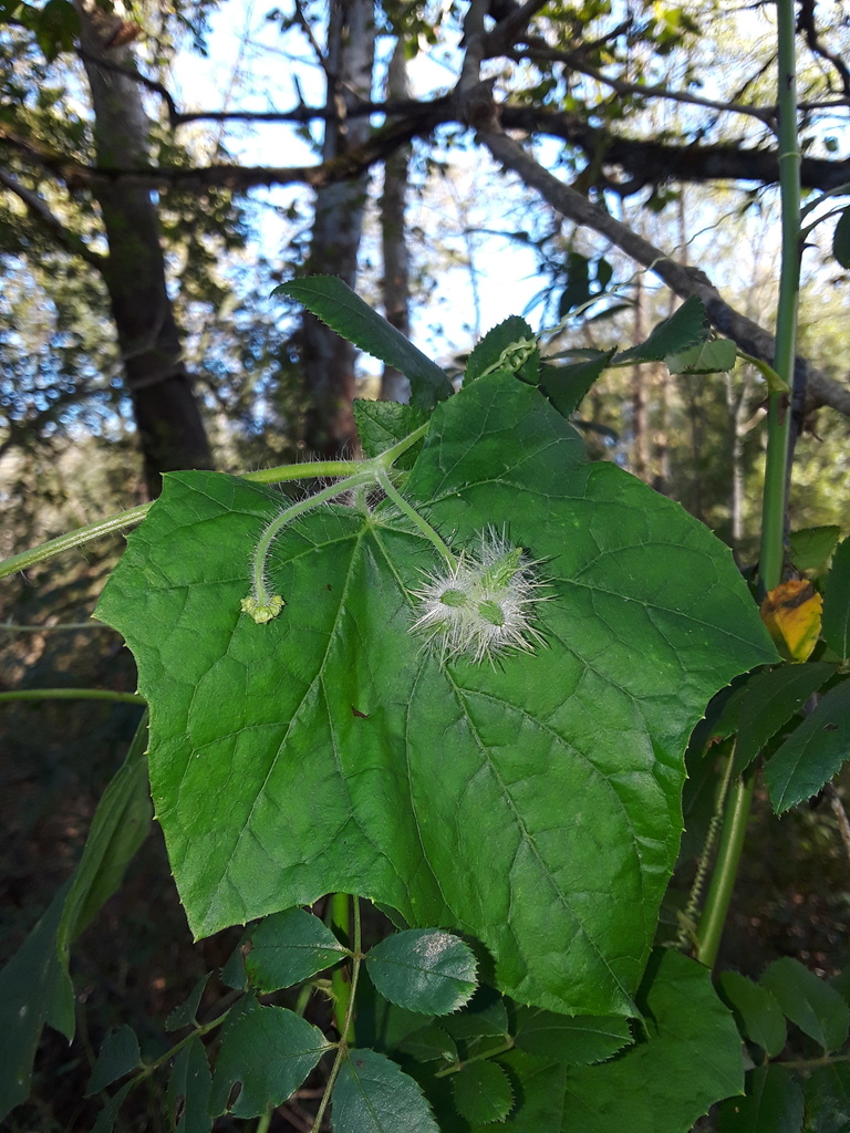 Oneseed Bur Cucumber from Montgomery County, MD, USA on October 11 ...