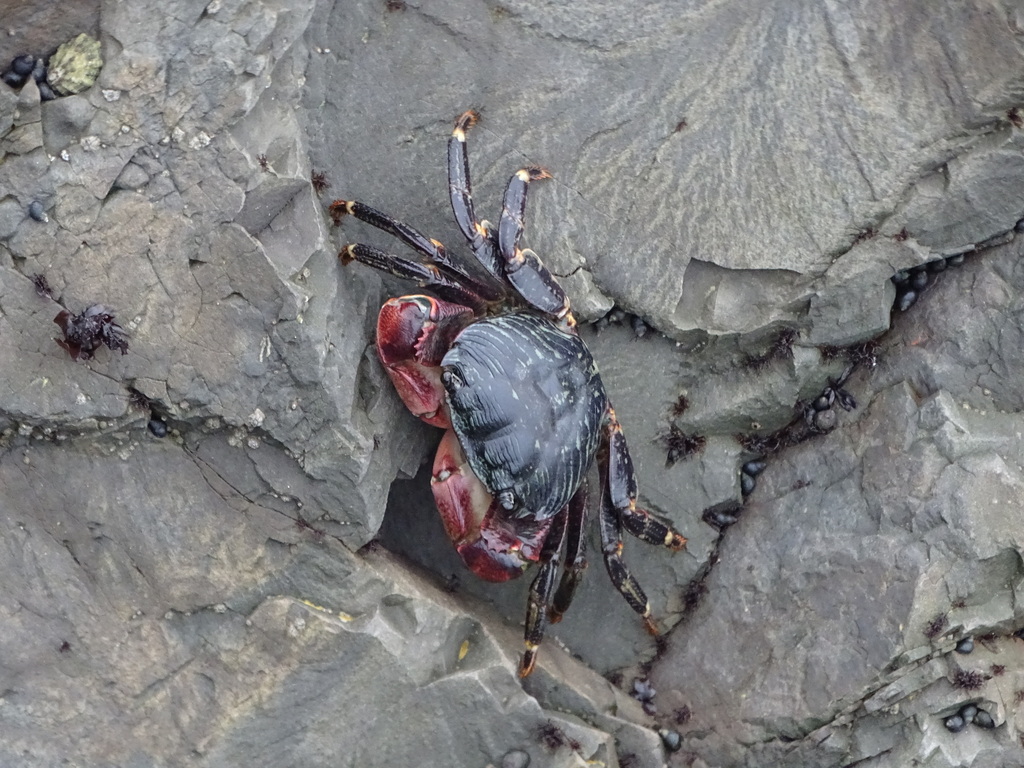 Striped Shore Crab from Moss Beach, CA, USA on December 13, 2024 at 03: ...