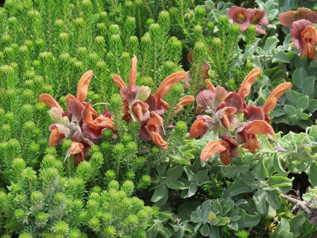 Brown Sage from Agulhas, Overberg District Municipality, South Africa ...