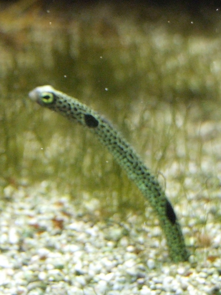Garden Eels (Heterocongrinae) - Marine Life Identification