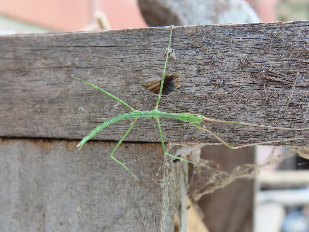 Margin-winged Stick Insect in December 2024 by Rod Seager · iNaturalist