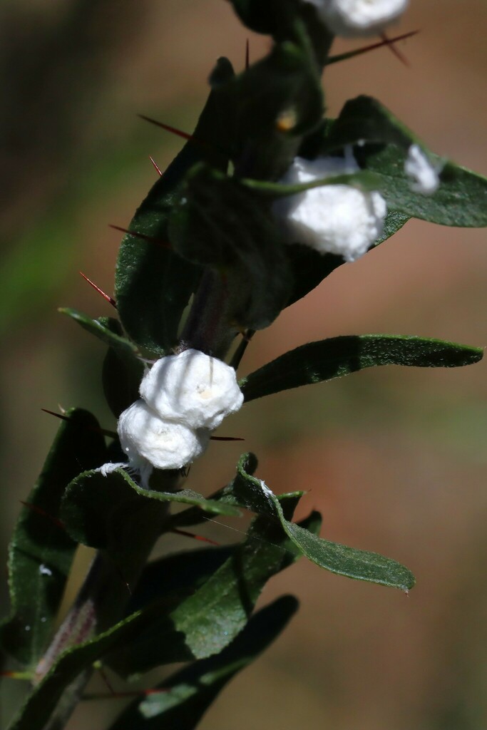 Scale Insects from Melbourne VIC, Australia on December 11, 2024 at 03: ...