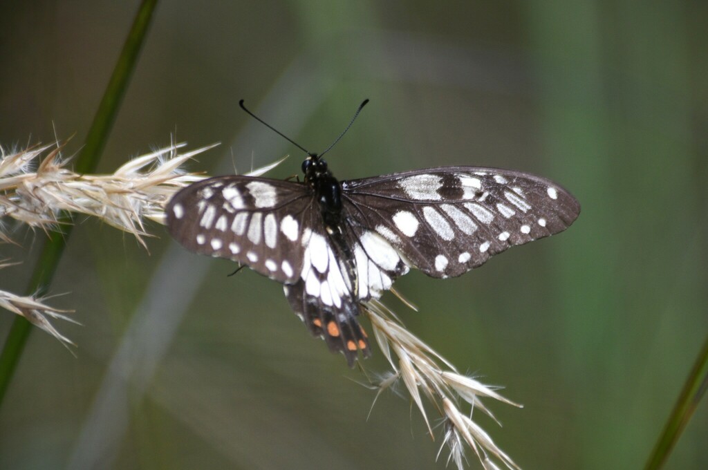 Dainty Swallowtail from Melbourne VIC, Australia on December 14, 2024 ...