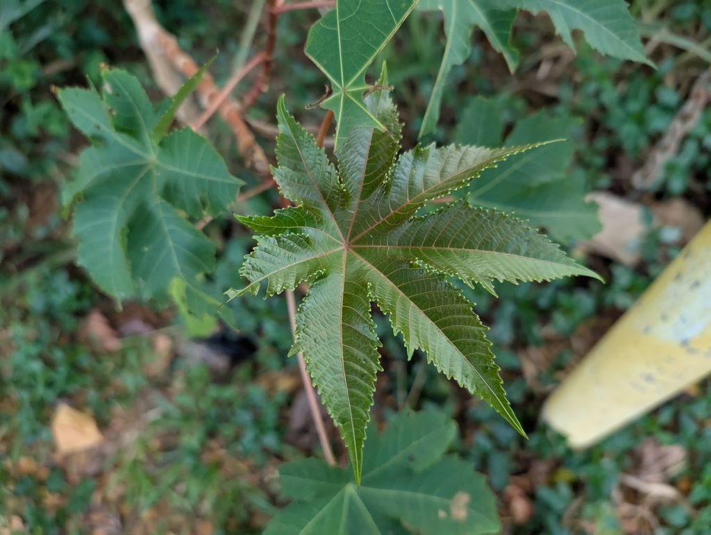 castor bean from Kailua, HI 96734, USA on December 13, 2024 at 05:08 PM ...