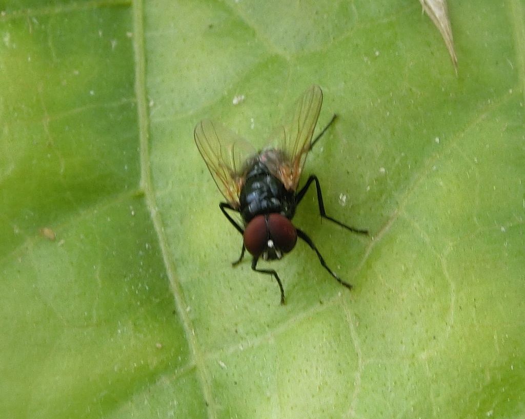 Black Dump Flies from 510台灣彰化縣員林市 on December 14, 2024 at 01:12 PM by ...