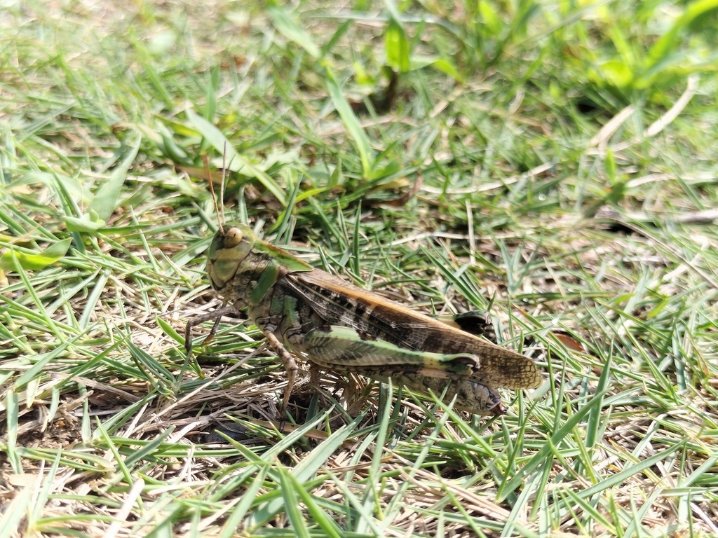Oedaleus infernalis in August 2024 by 褄黒ハル · iNaturalist