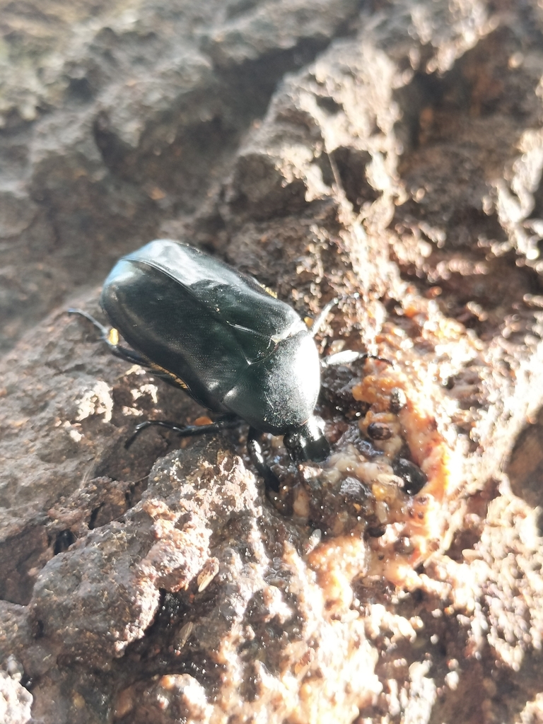 Black Drone Beetle in August 2024 by 褄黒ハル · iNaturalist