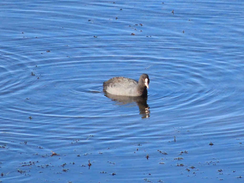 Eurasian coot from Shimoisehata, Hitachiomiya, Ibaraki 311-4615, Japan ...