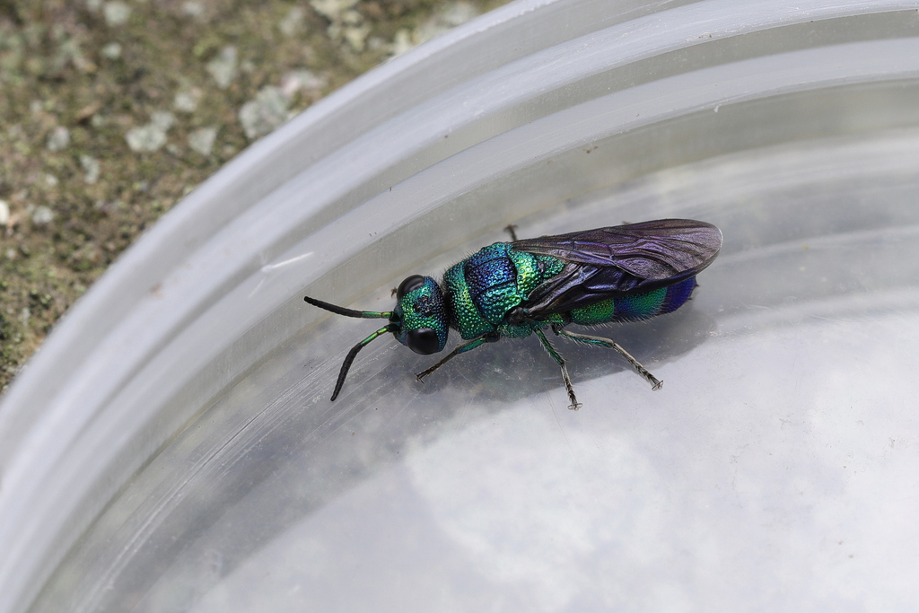 Praestochrysis shanghaiensis from 中国浙江省宁波市余姚市柿林村 邮政编码: 315165 on July ...